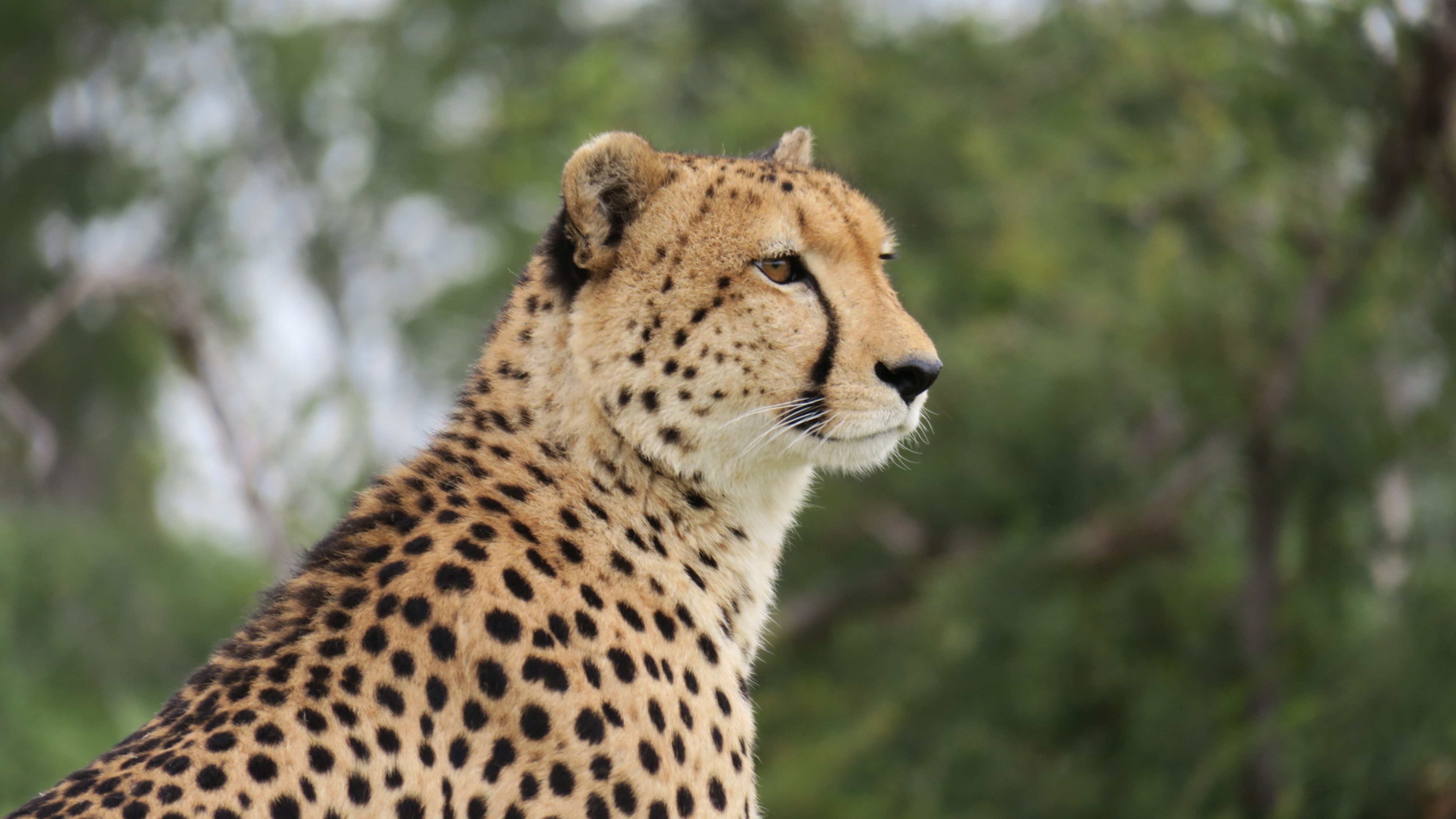 Cheetah | Good News Unlimited