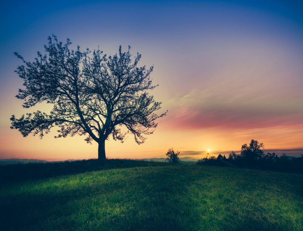 Choose Your Tree | Good News Unlimited